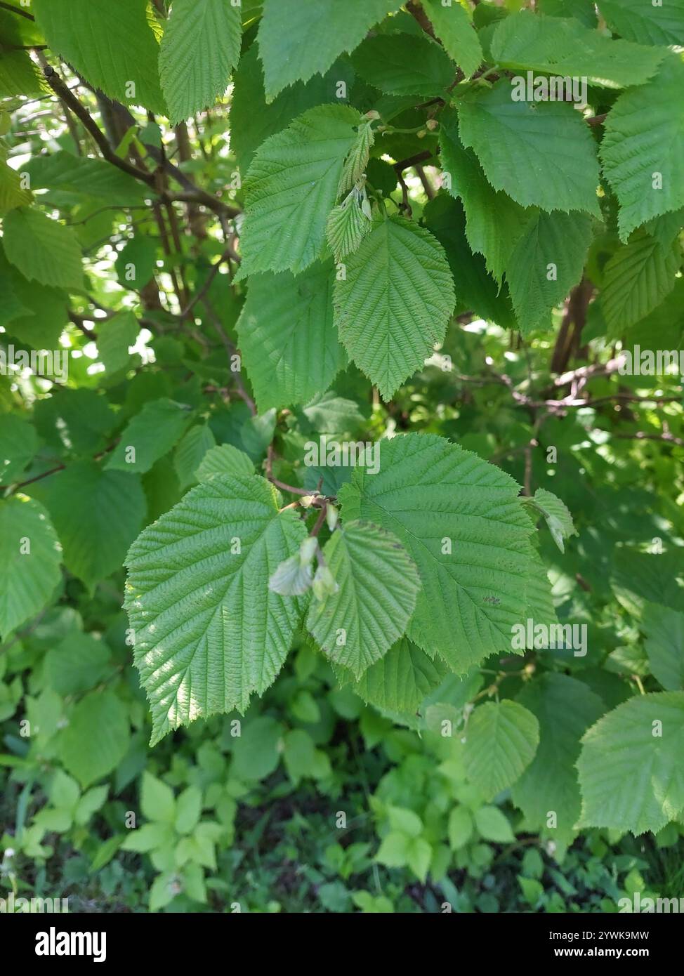 beaked hazelnut (Corylus cornuta Stock Photo - Alamy