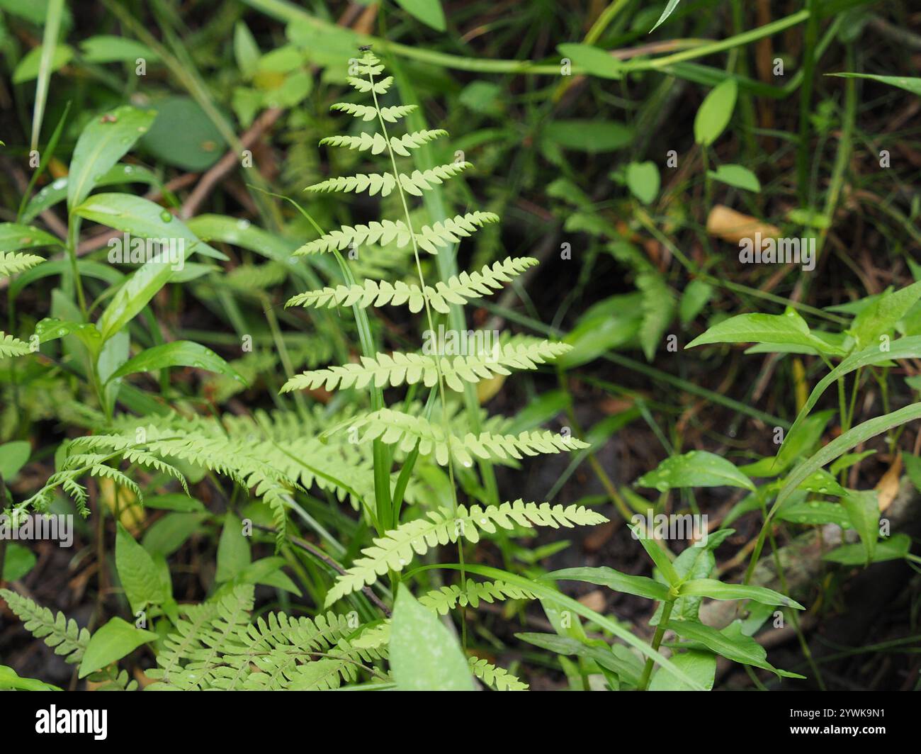 marsh fern (Thelypteris palustris Stock Photo - Alamy
