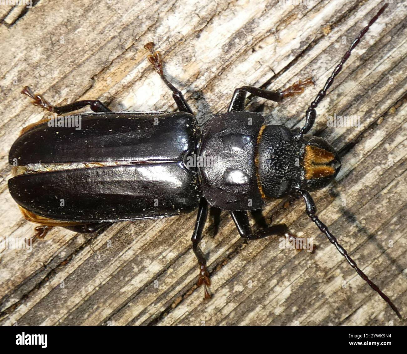 Hardwood Stump Borer (Mallodon dasystomus Stock Photo - Alamy