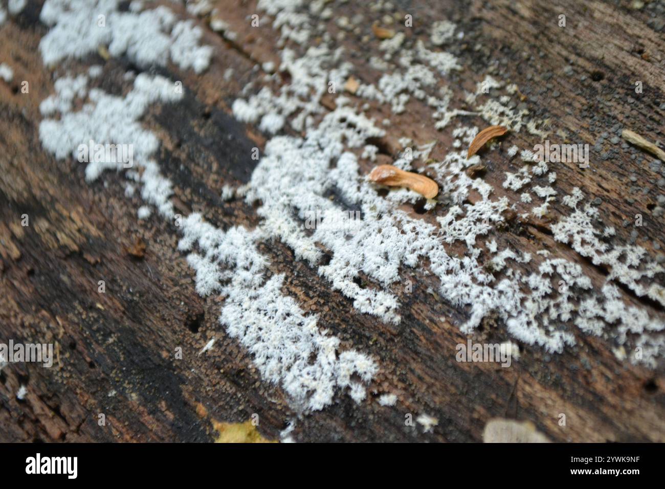 Common Coral Slime (Ceratiomyxa fruticulosa Stock Photo - Alamy