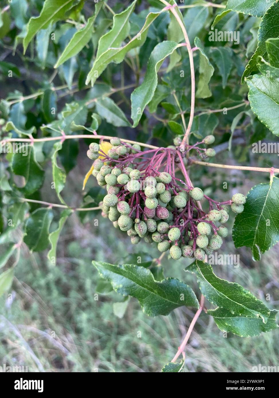 Hercules' club (Zanthoxylum clava-herculis Stock Photo - Alamy