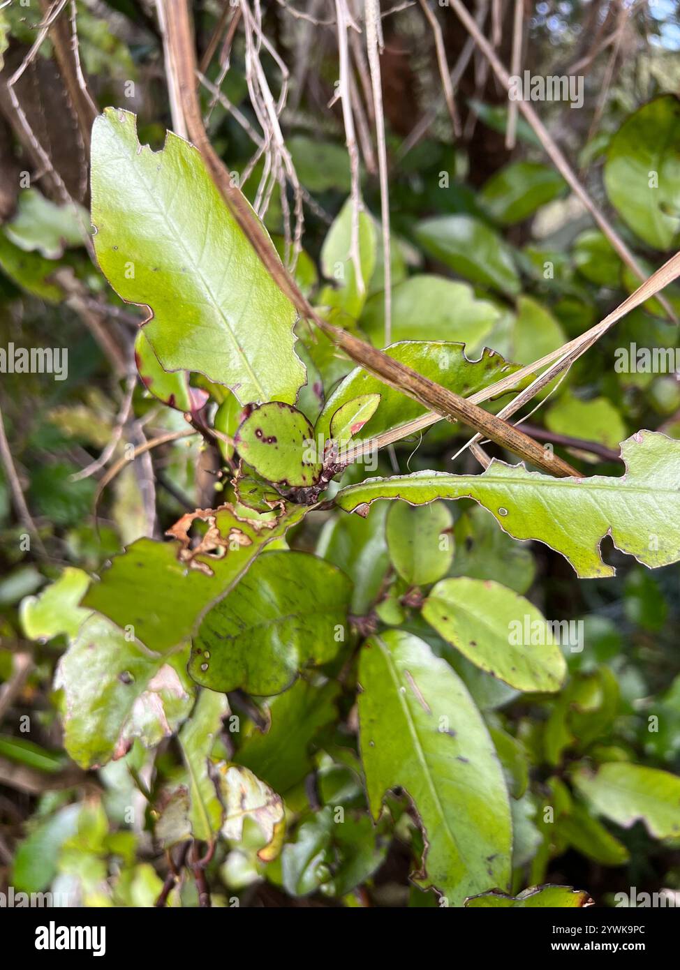 Mountain Horopito (Pseudowintera colorata Stock Photo - Alamy