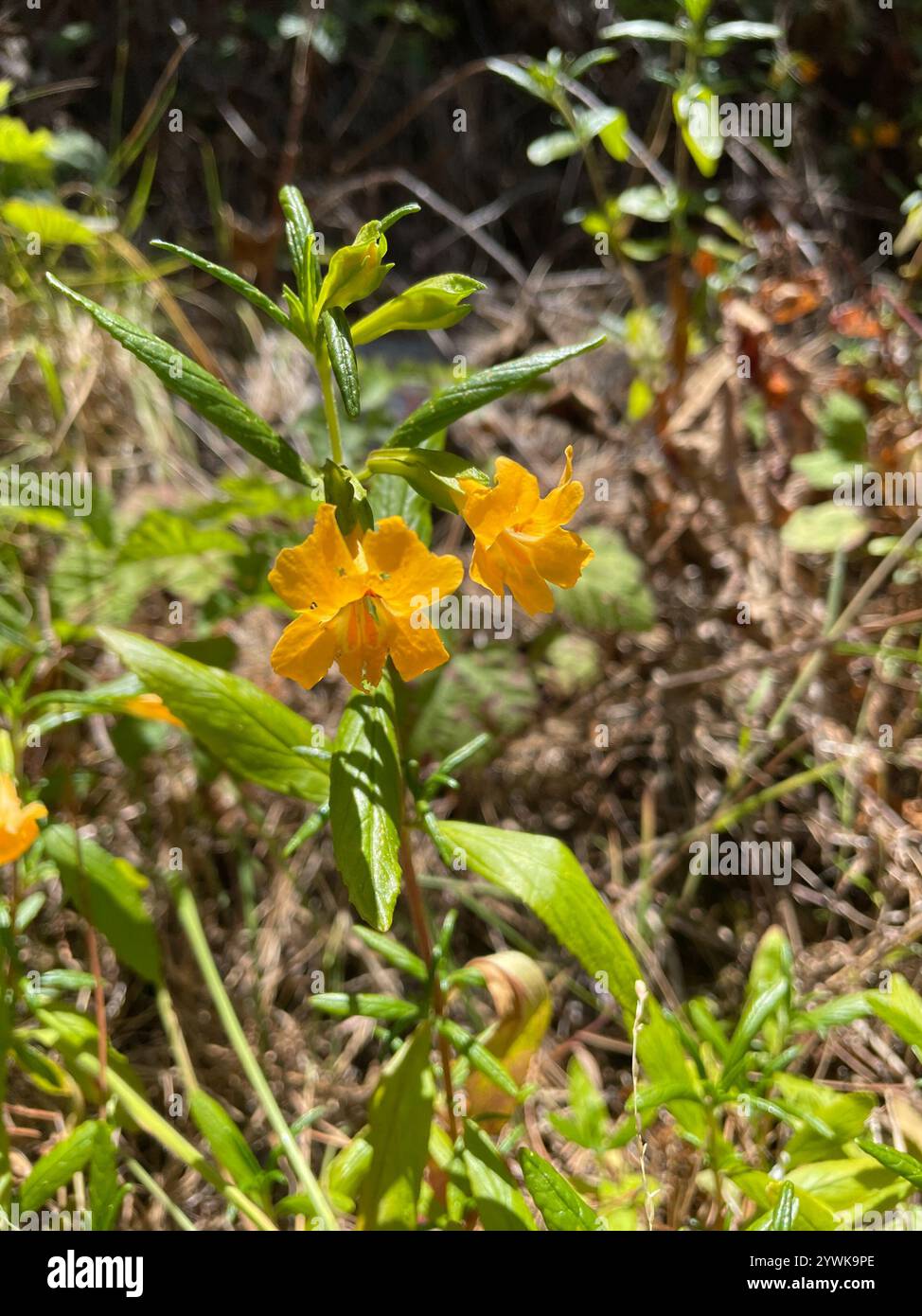 orange bush monkeyflower (Diplacus aurantiacus Stock Photo - Alamy