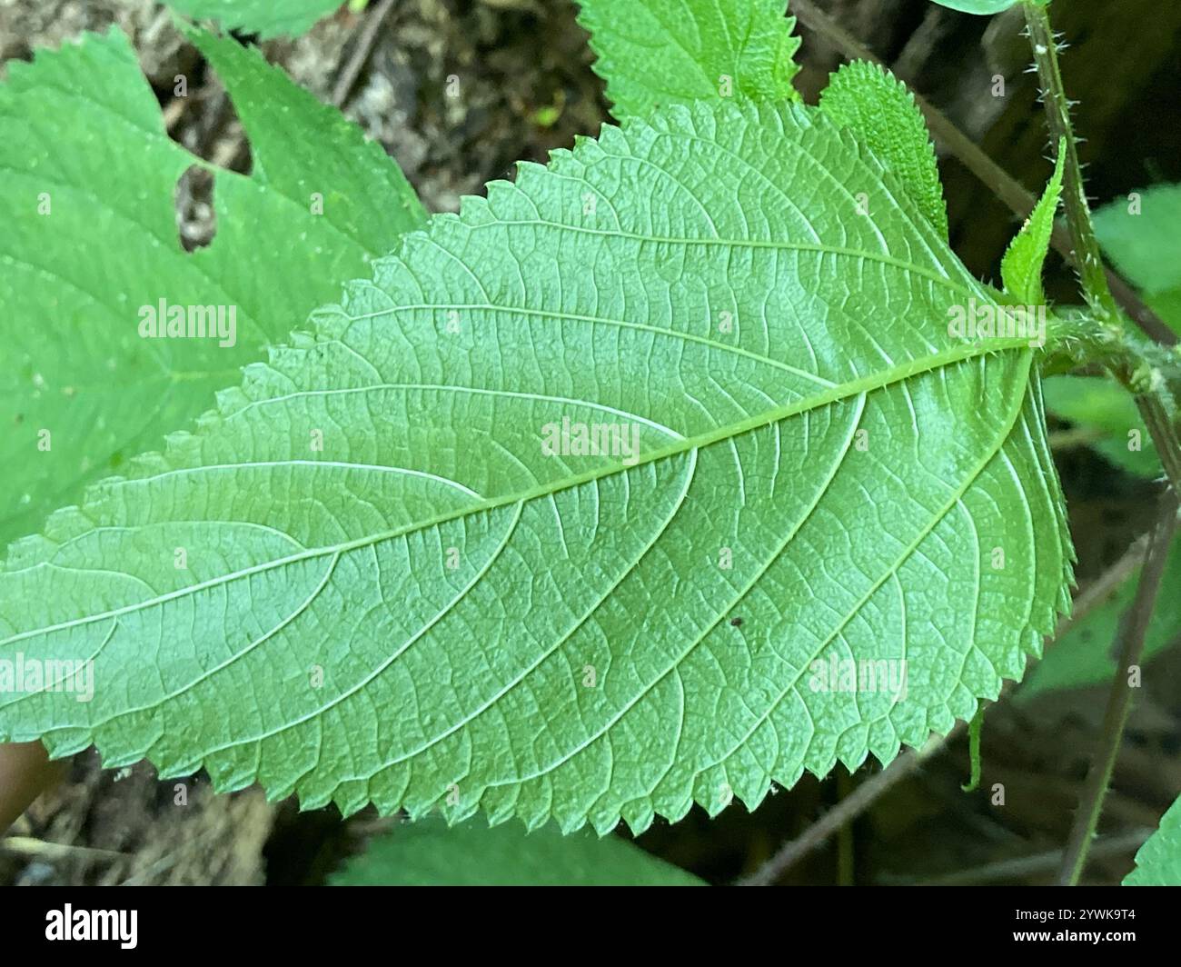 wood nettle (Laportea canadensis Stock Photo - Alamy