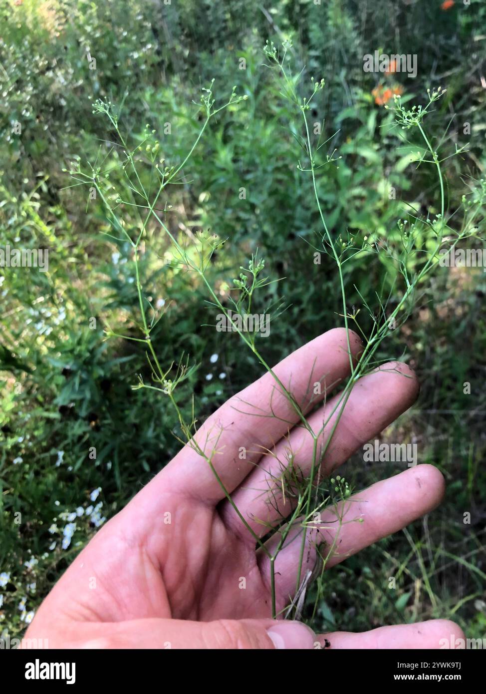 Leptophyllum hi-res stock photography and images - Alamy