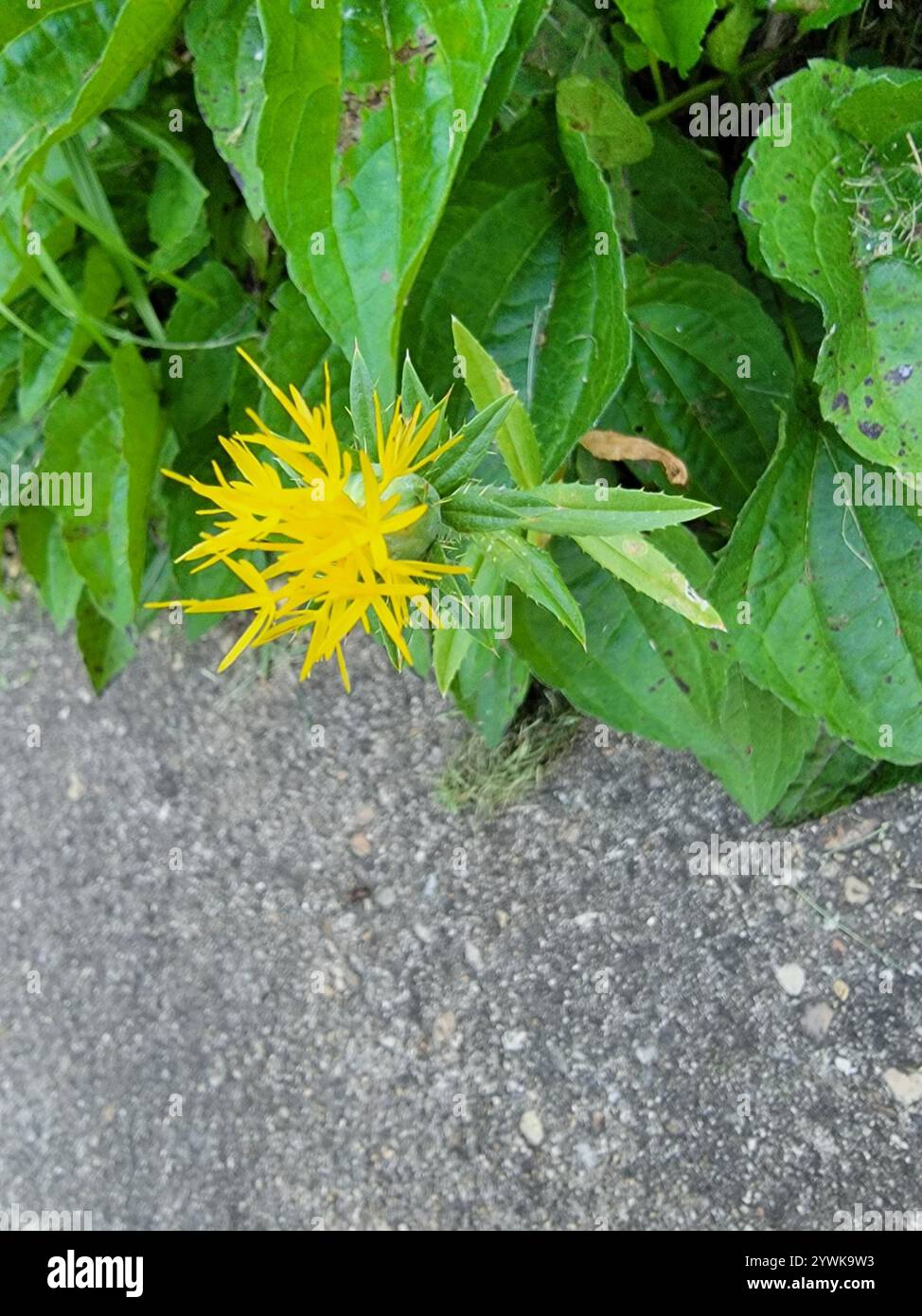 Safflower (Carthamus tinctorius Stock Photo - Alamy