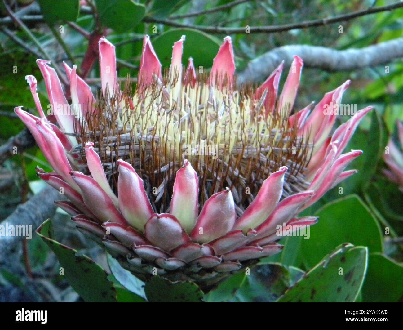 King Protea (Protea cynaroides Stock Photo - Alamy