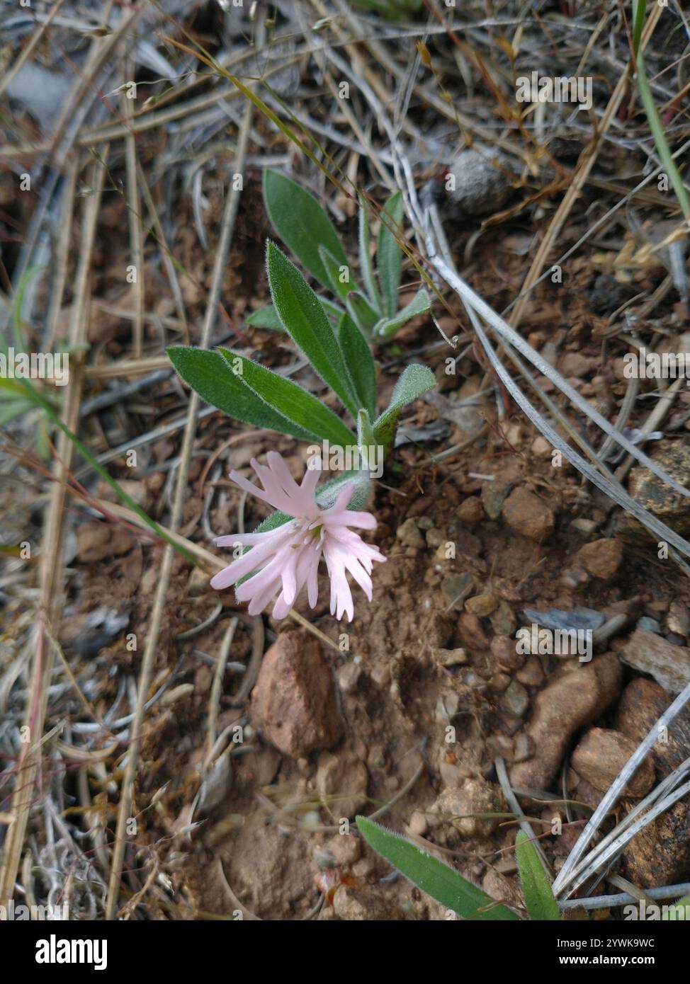 Silene hookeri hi-res stock photography and images - Alamy