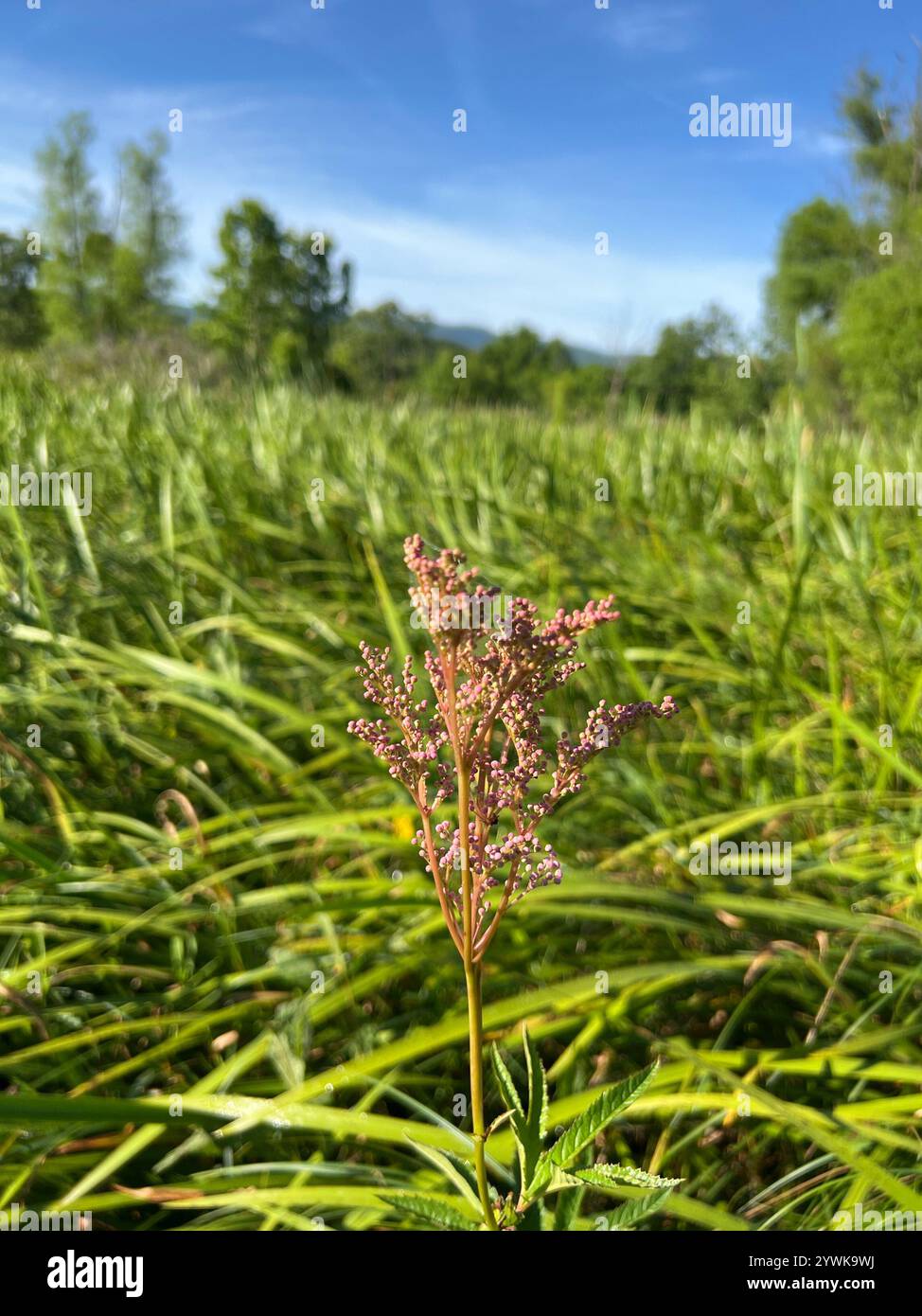 queen of the prairie (Filipendula rubra Stock Photo - Alamy