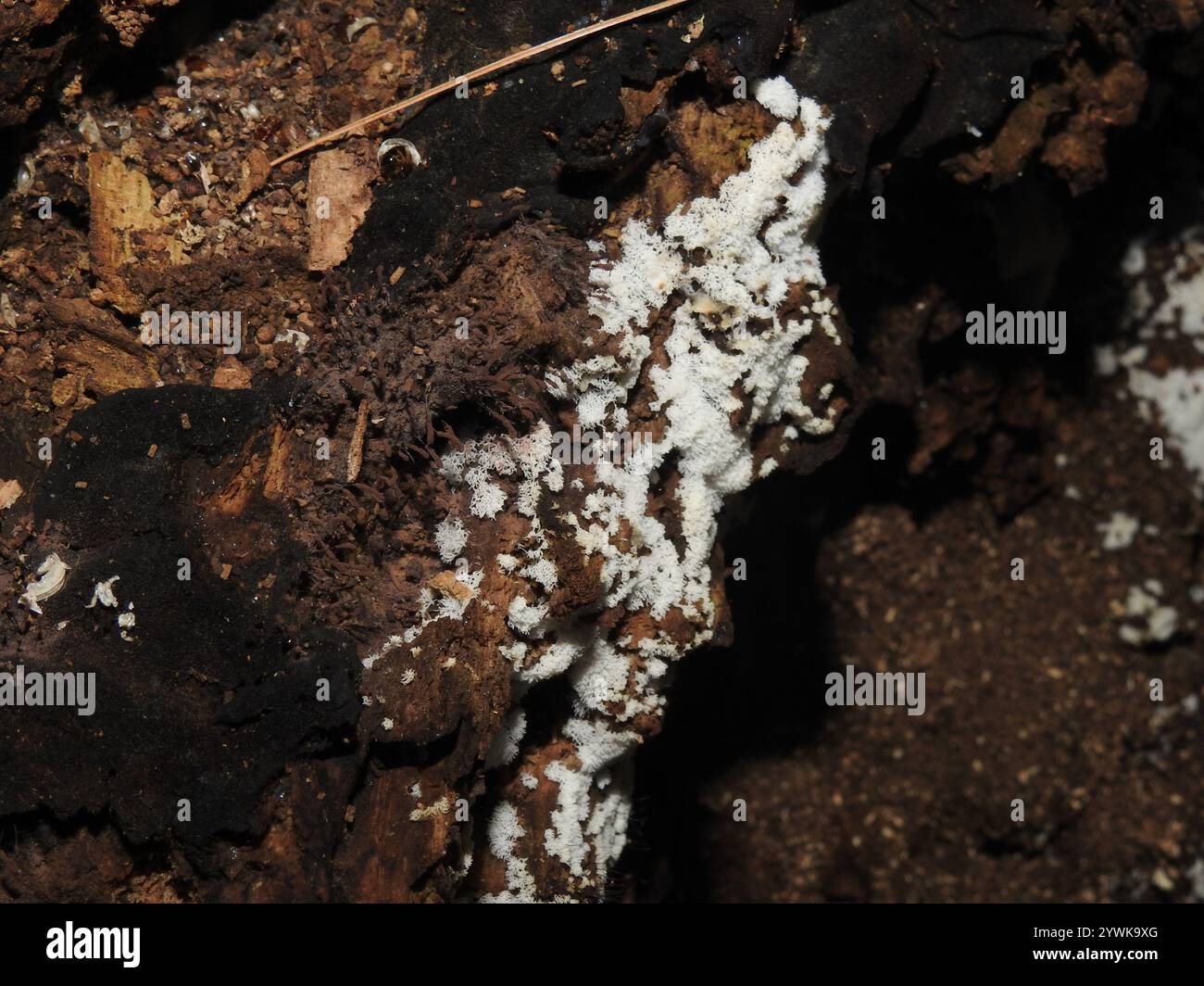 Common Coral Slime (Ceratiomyxa fruticulosa Stock Photo - Alamy