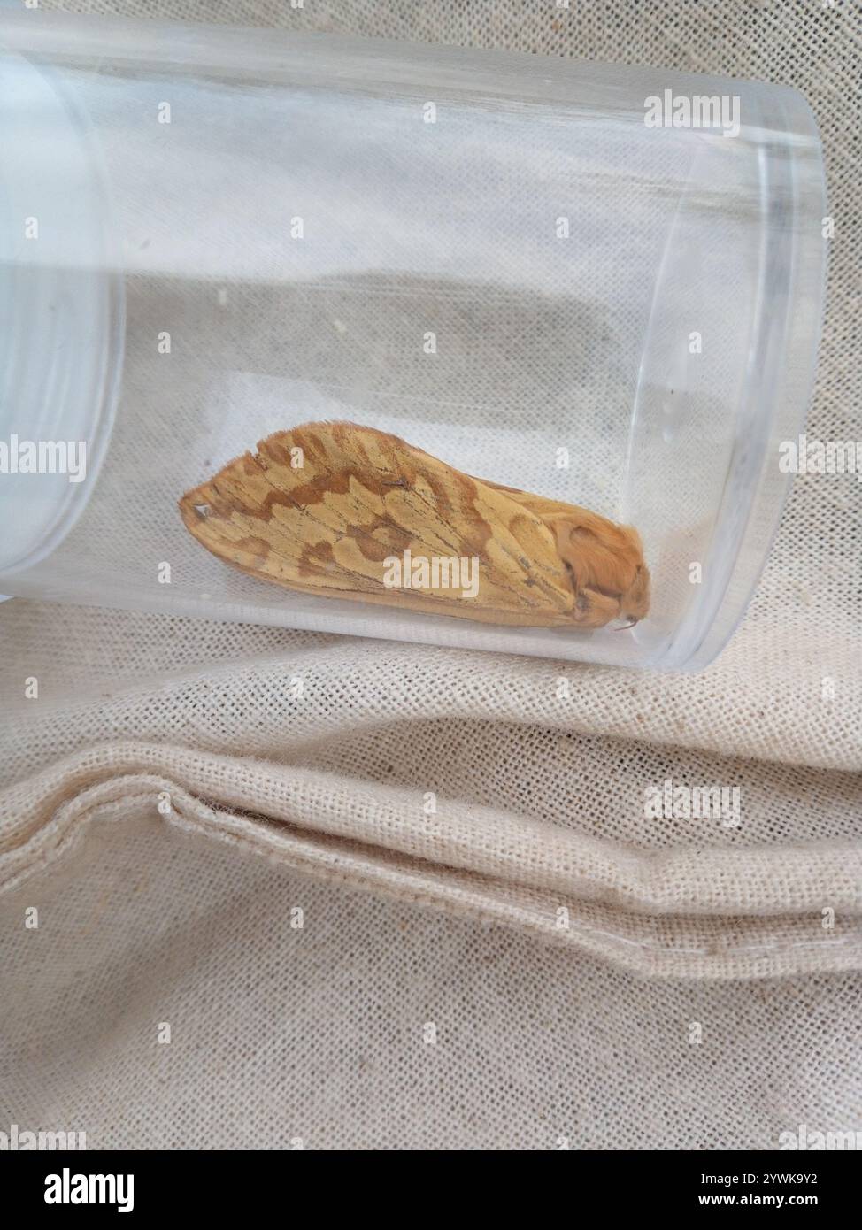 Ghost Moth (Hepialus humuli Stock Photo - Alamy