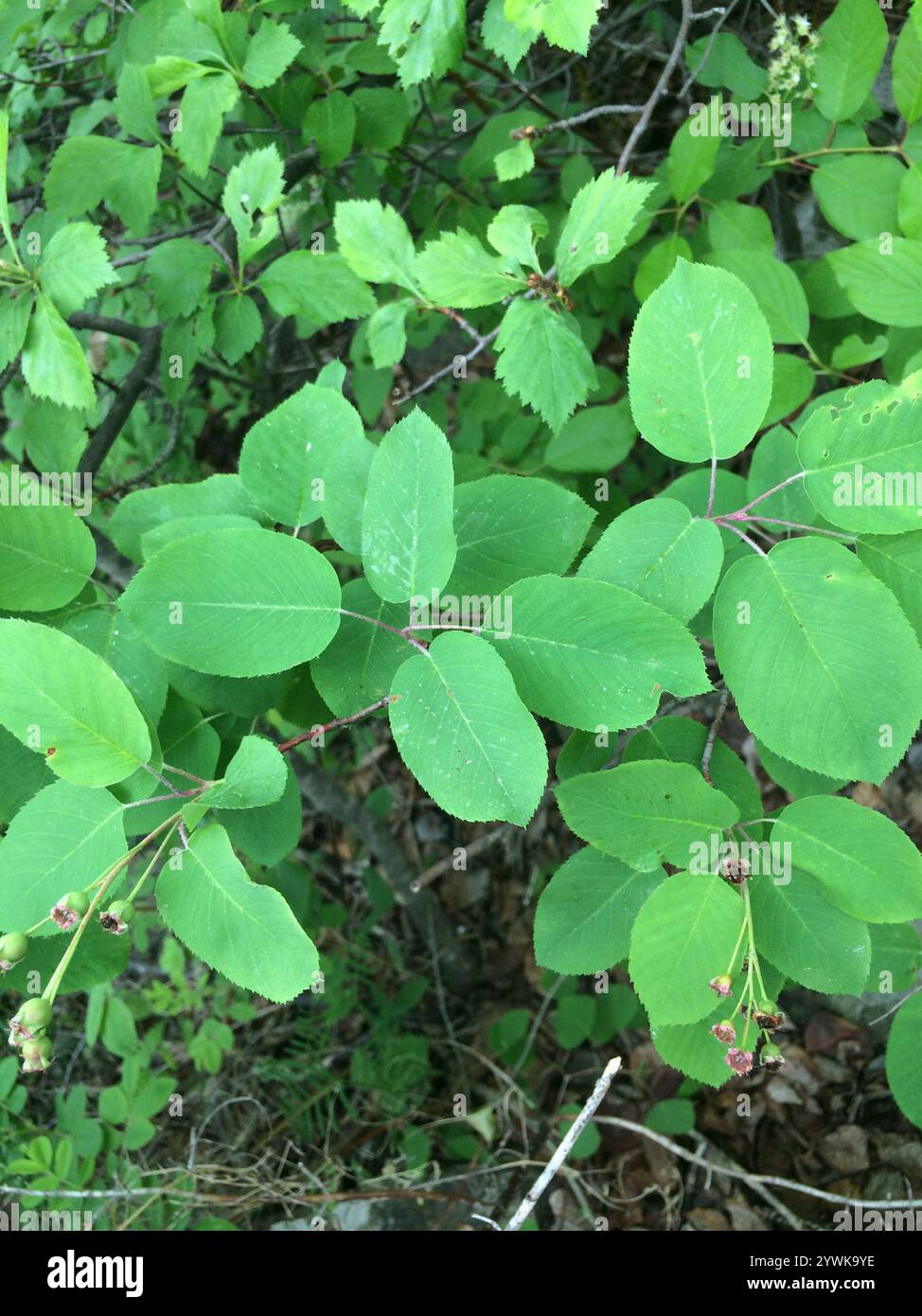 Running Serviceberry (Amelanchier stolonifera Stock Photo - Alamy