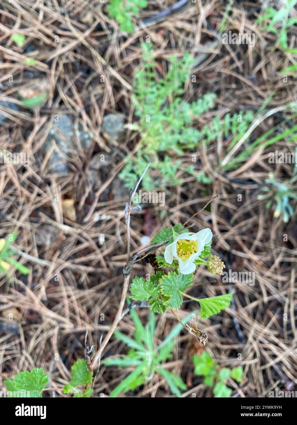 Rocky Mountain raspberry (Rubus deliciosus Stock Photo - Alamy
