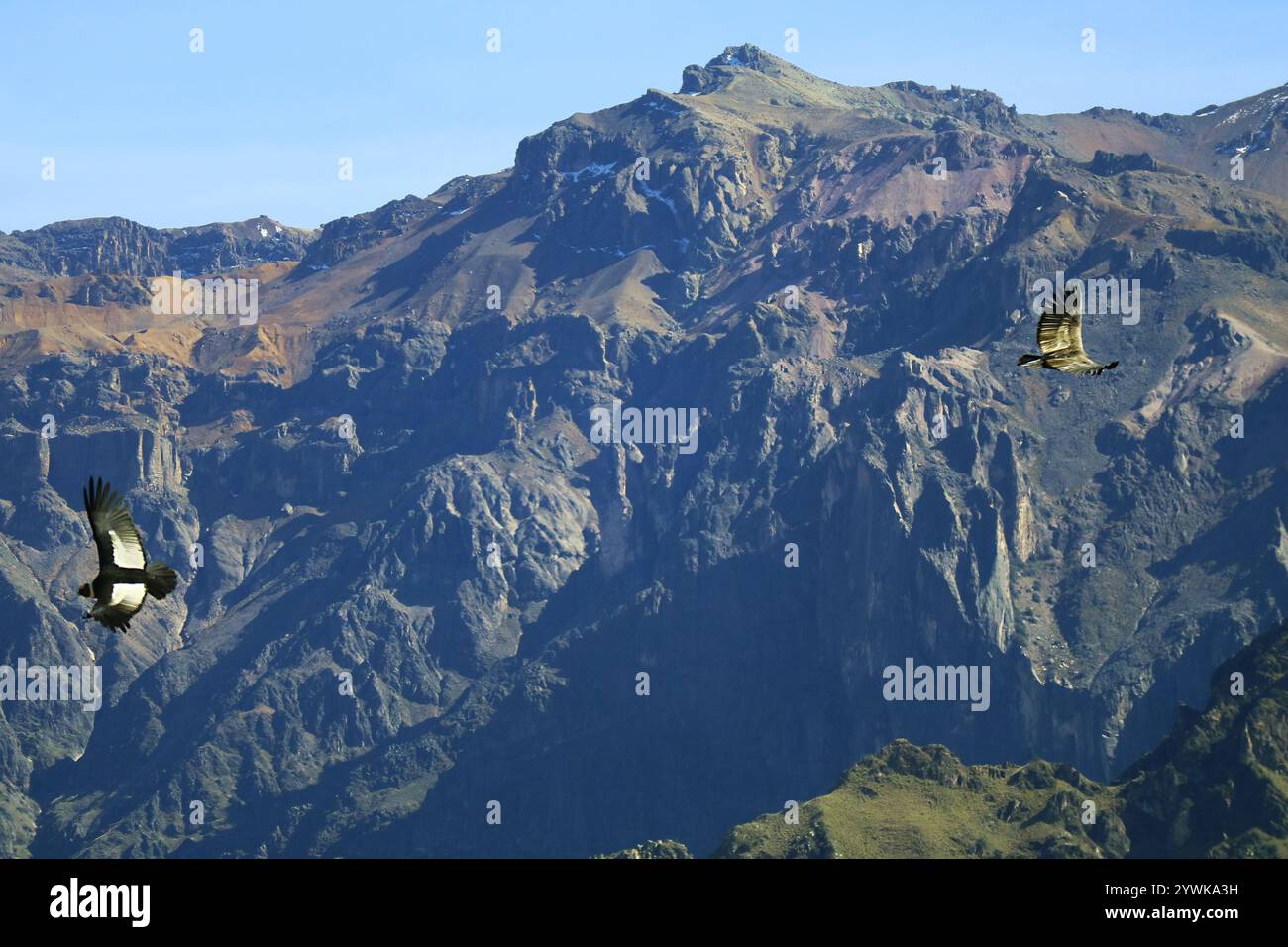 Pair of Andean condors flying in the morning light of Colca canyon, the ...
