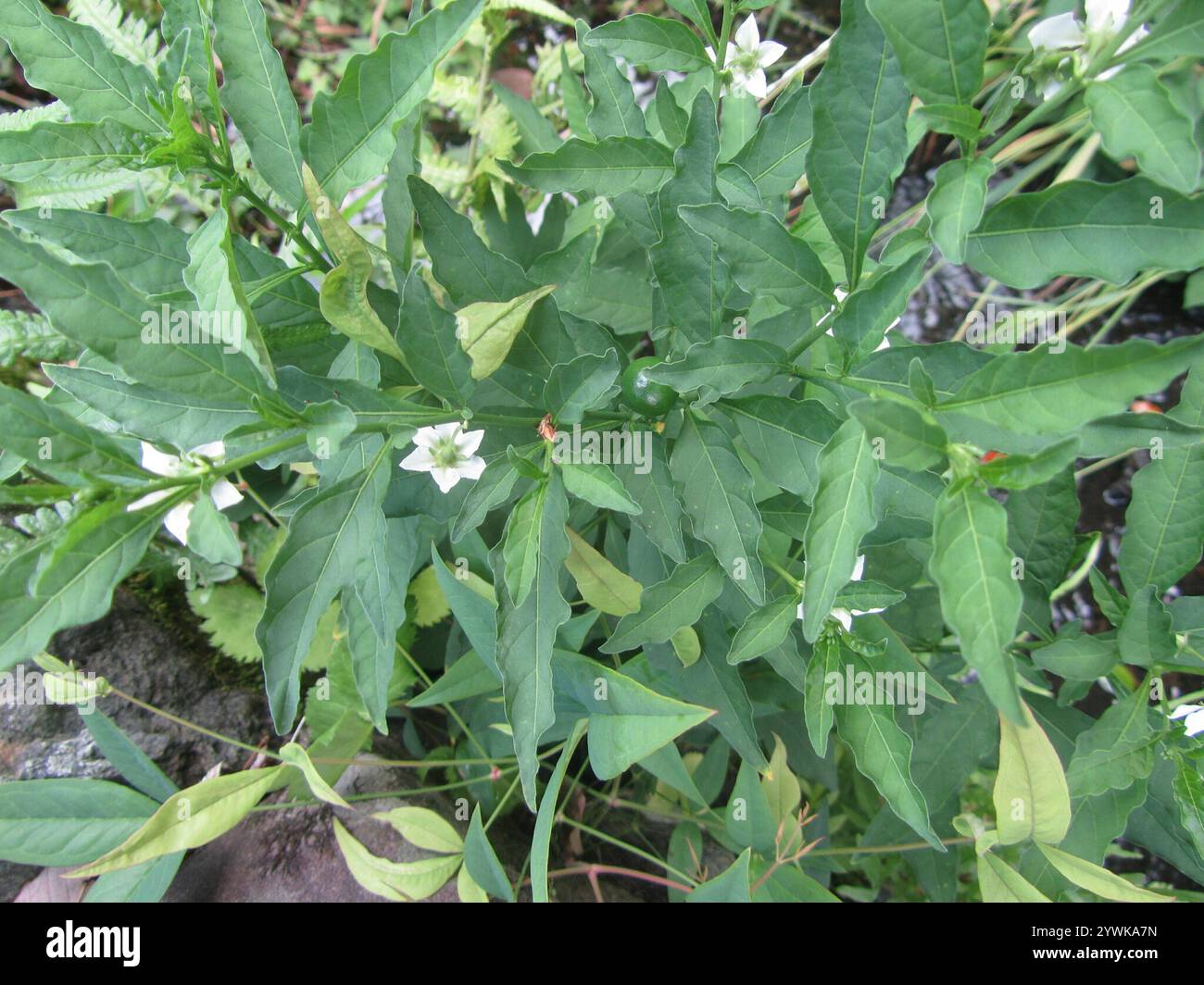 Jerusalem cherry (Solanum pseudocapsicum Stock Photo - Alamy