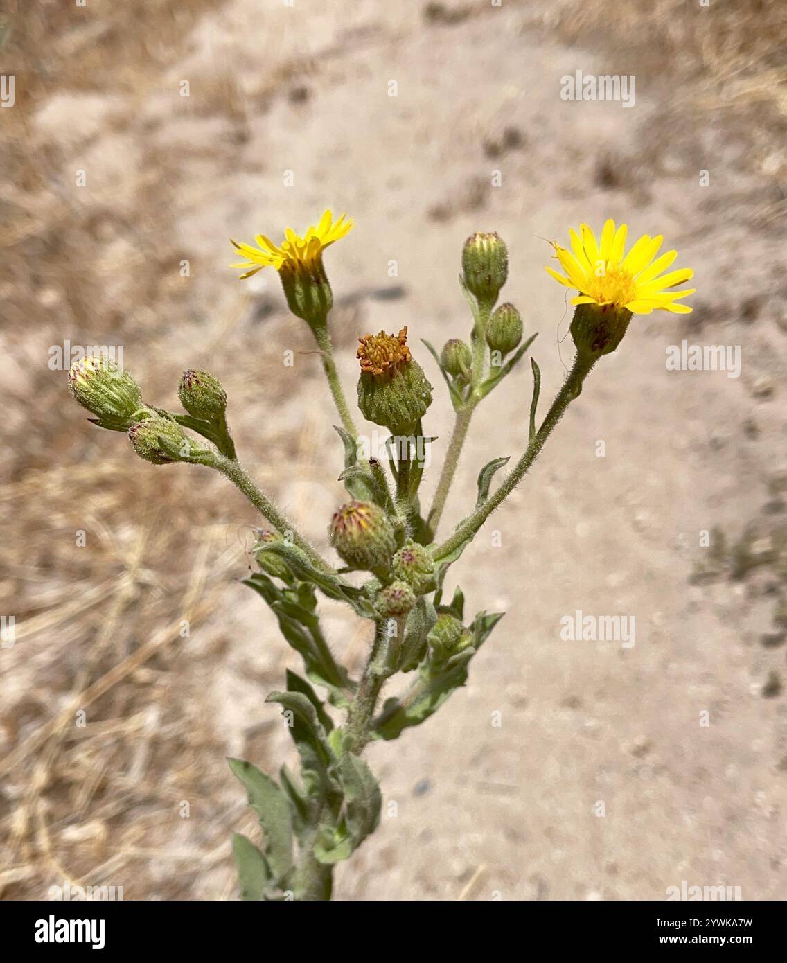 Telegraphweed (Heterotheca grandiflora Stock Photo - Alamy