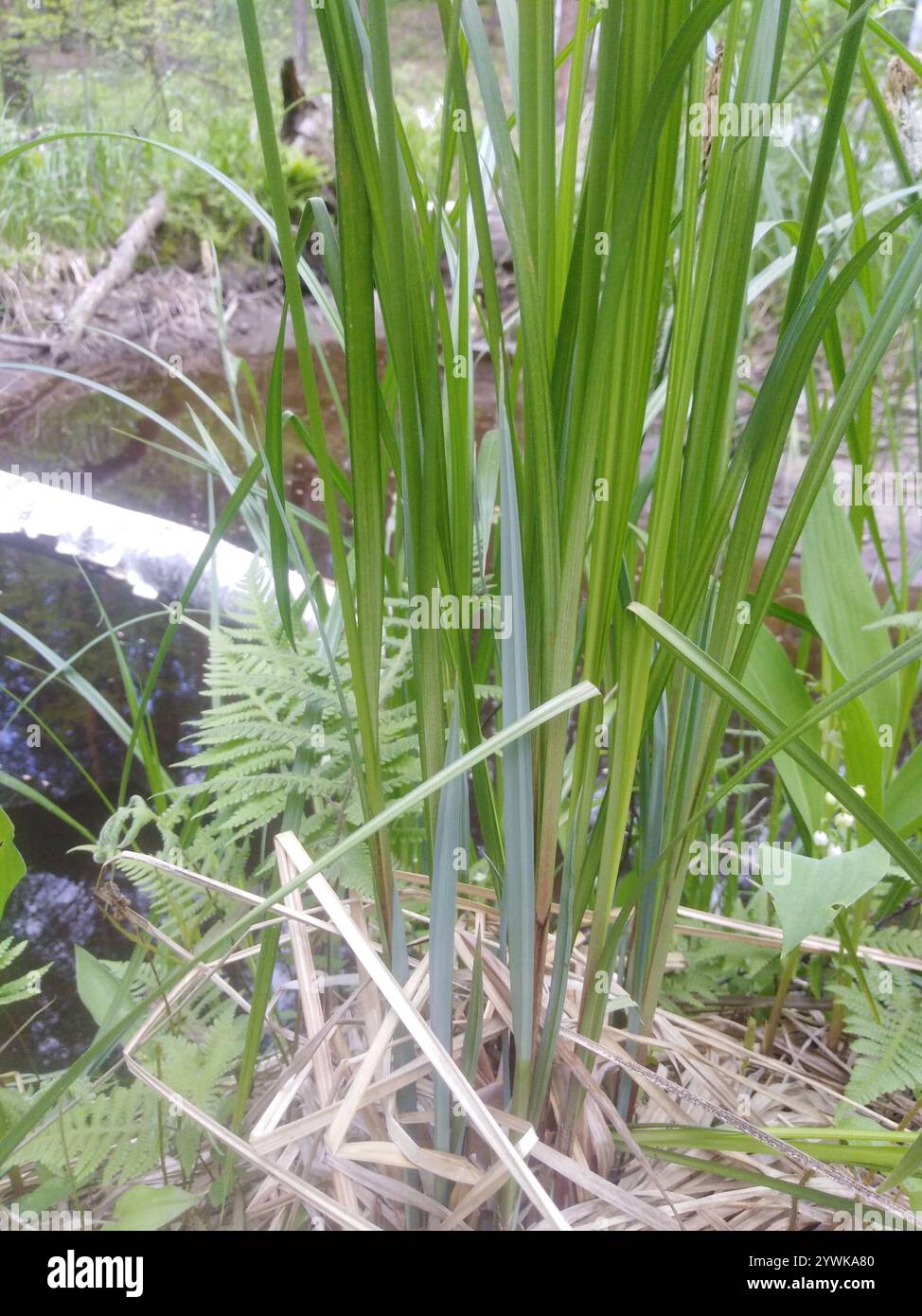 lesser pond sedge (Carex acutiformis Stock Photo - Alamy