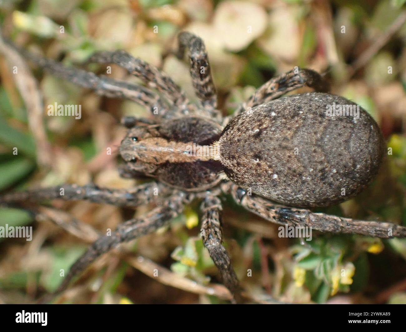 Wolf Spiders (Lycosidae Stock Photo - Alamy