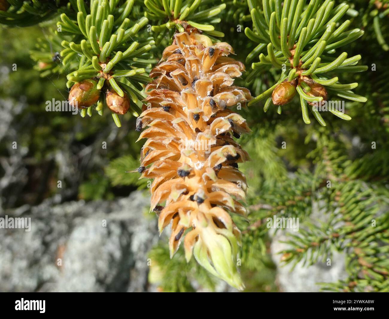 spruce aphids (Adelgidae Stock Photo - Alamy