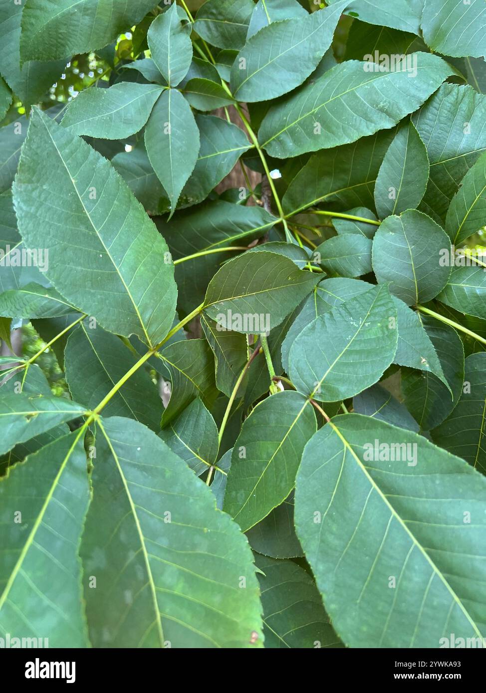 Family juglandaceae hi-res stock photography and images - Alamy