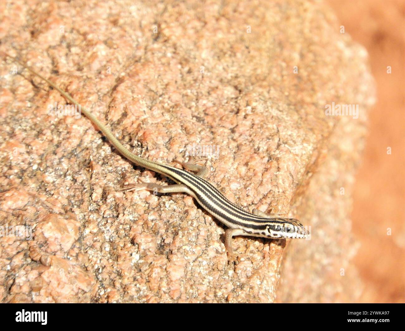 Western Rock Skink (Trachylepis sulcata Stock Photo - Alamy