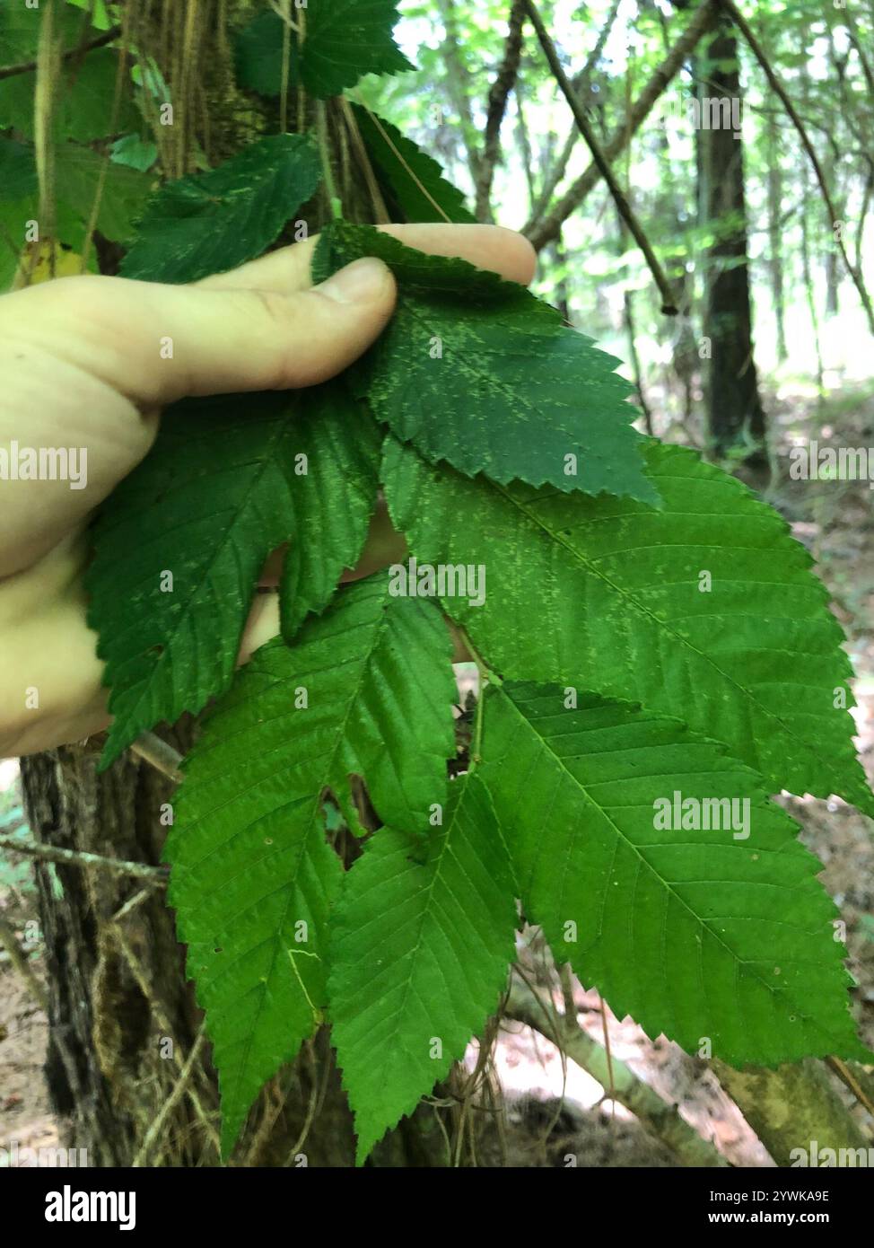 slippery elm (Ulmus rubra Stock Photo - Alamy