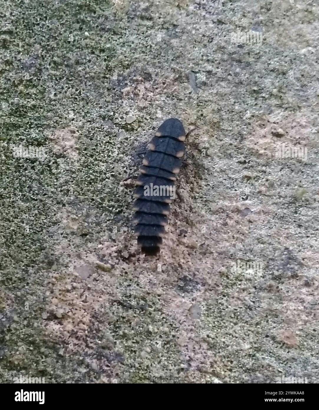 European Glow-worm (Lampyris noctiluca Stock Photo - Alamy