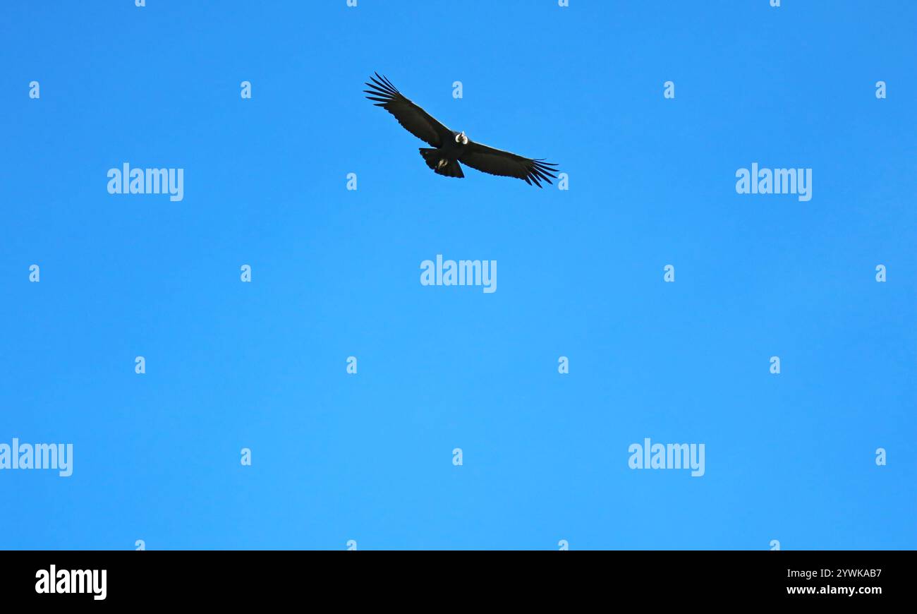 Watching Andean Condors flying over the Colca canyon, a popular ...