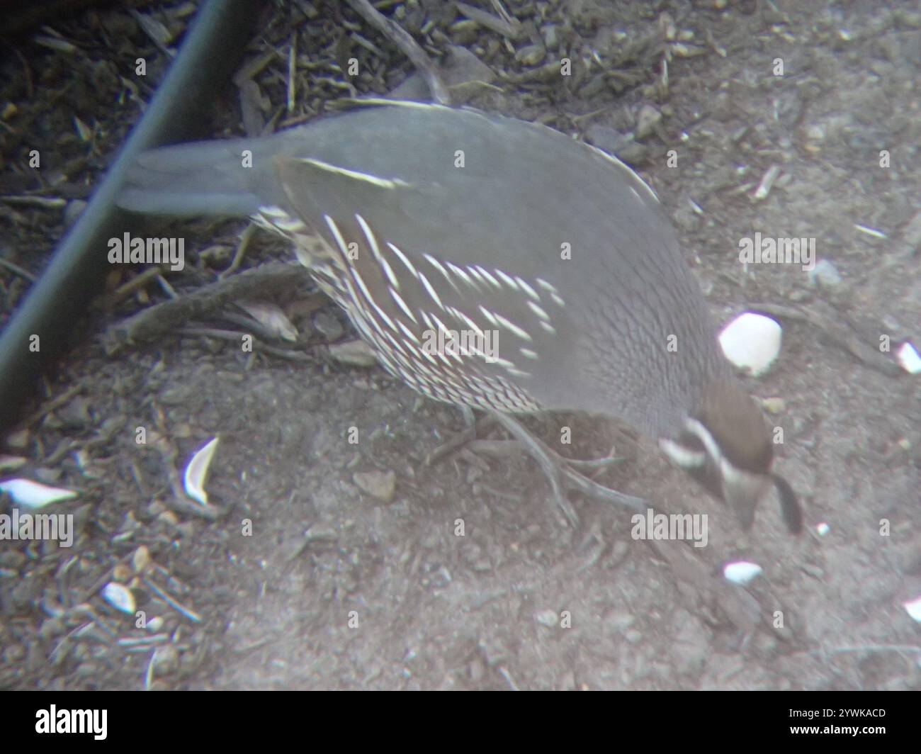 California Quail (Callipepla californica Stock Photo - Alamy