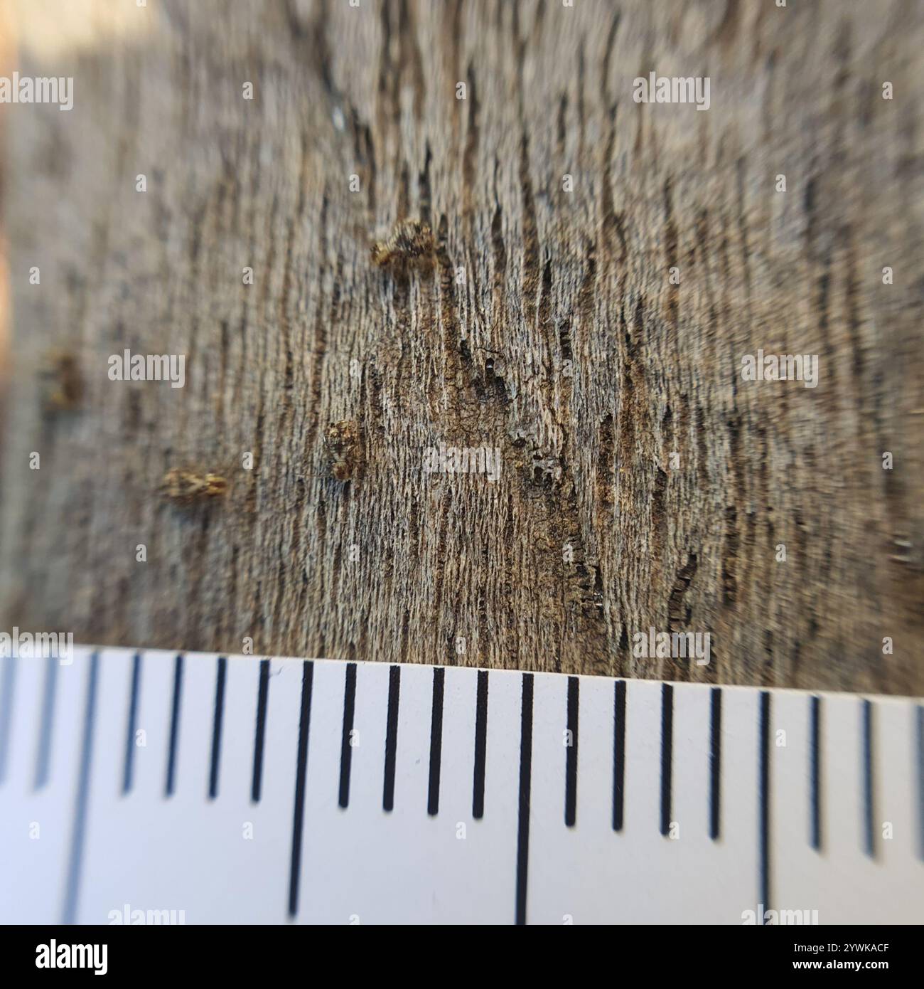 Barklice, Booklice, and Parasitic Lice (Psocodea Stock Photo - Alamy