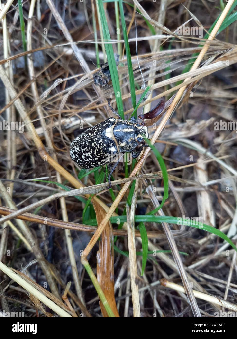 Pine Chafer (Polyphylla fullo Stock Photo - Alamy