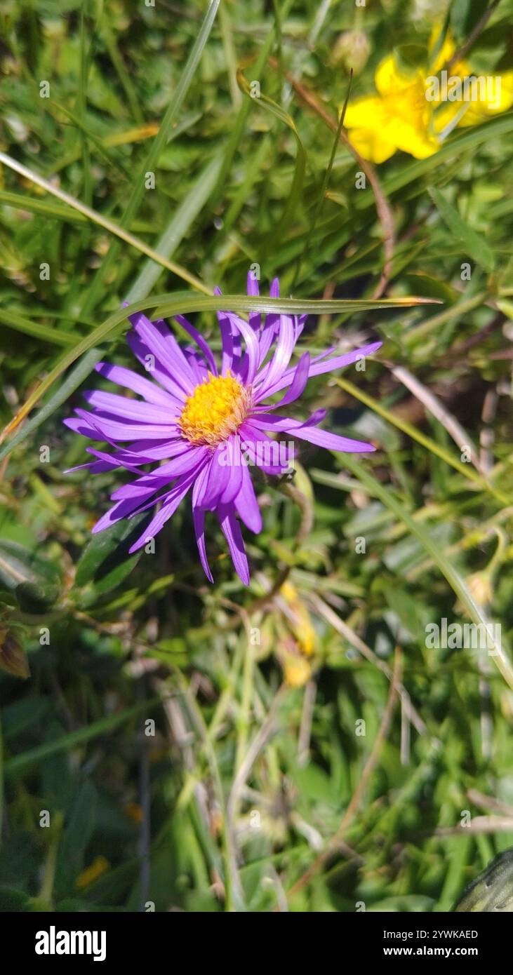 Alpine Aster (Aster alpinus Stock Photo - Alamy