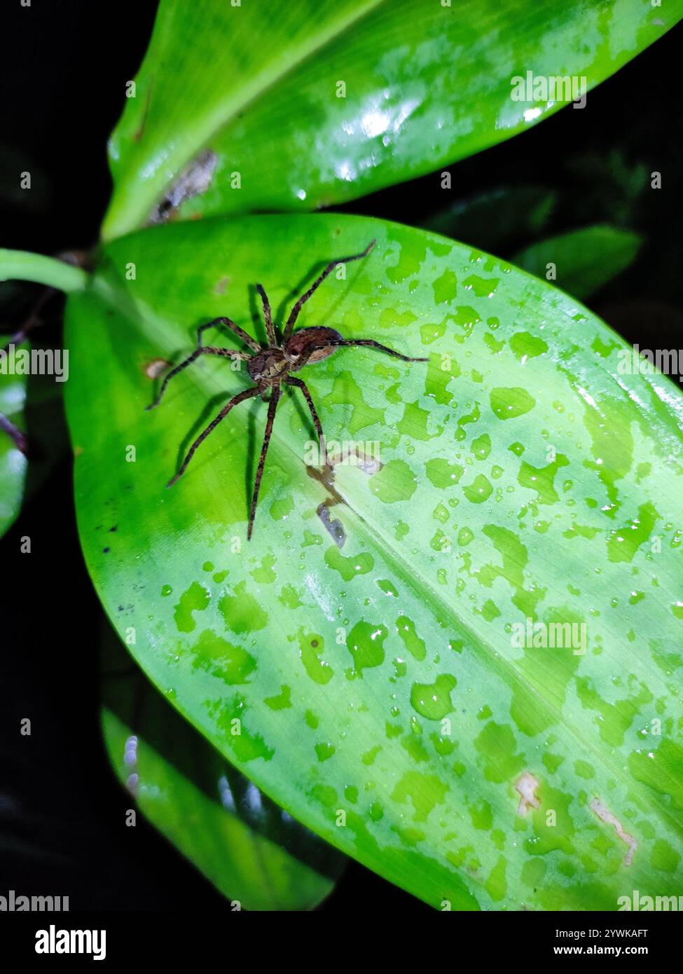 Wolf Spiders and Allies (Lycosoidea Stock Photo - Alamy