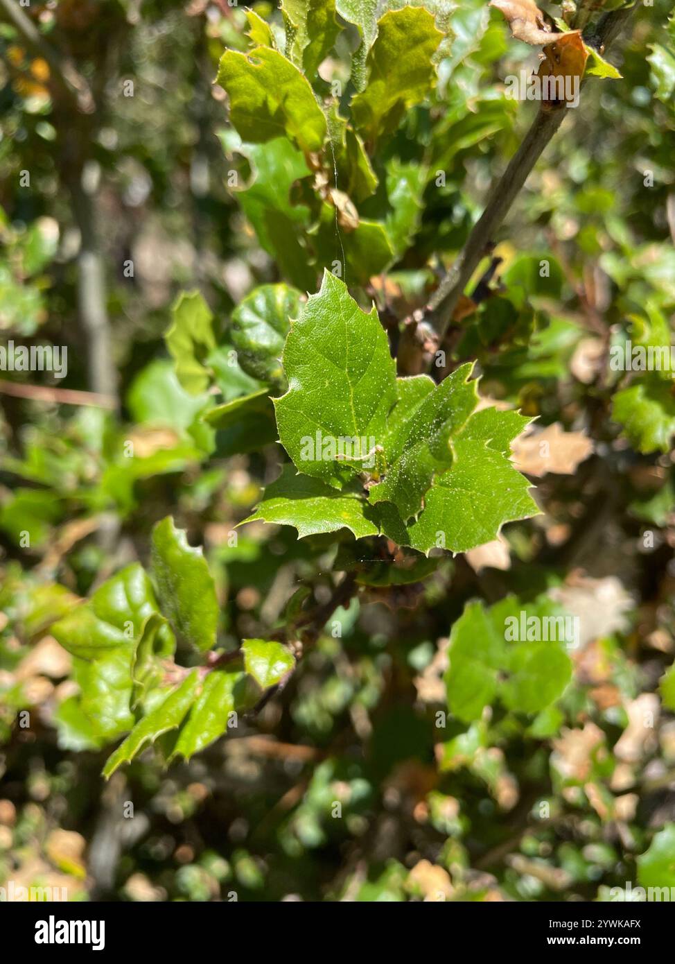 coast live oak (Quercus agrifolia Stock Photo - Alamy