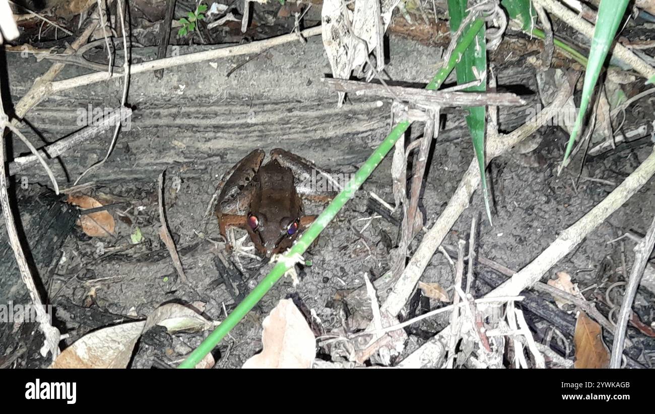 Spotted Foam-nest Frog (Leptodactylus insularum Stock Photo - Alamy
