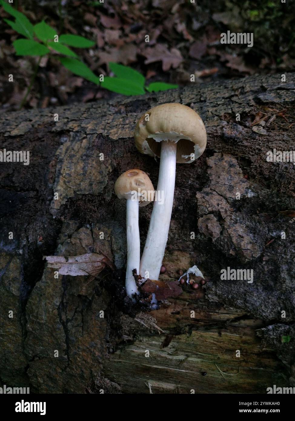 Pale Brittlestem (Candolleomyces candolleanus Stock Photo - Alamy