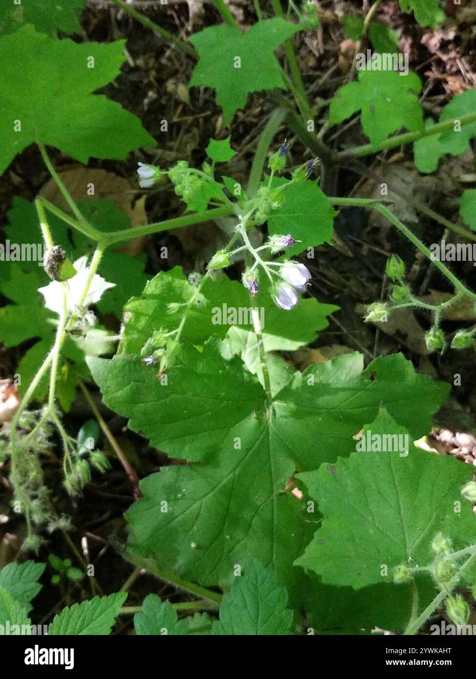 great waterleaf (Hydrophyllum appendiculatum Stock Photo - Alamy