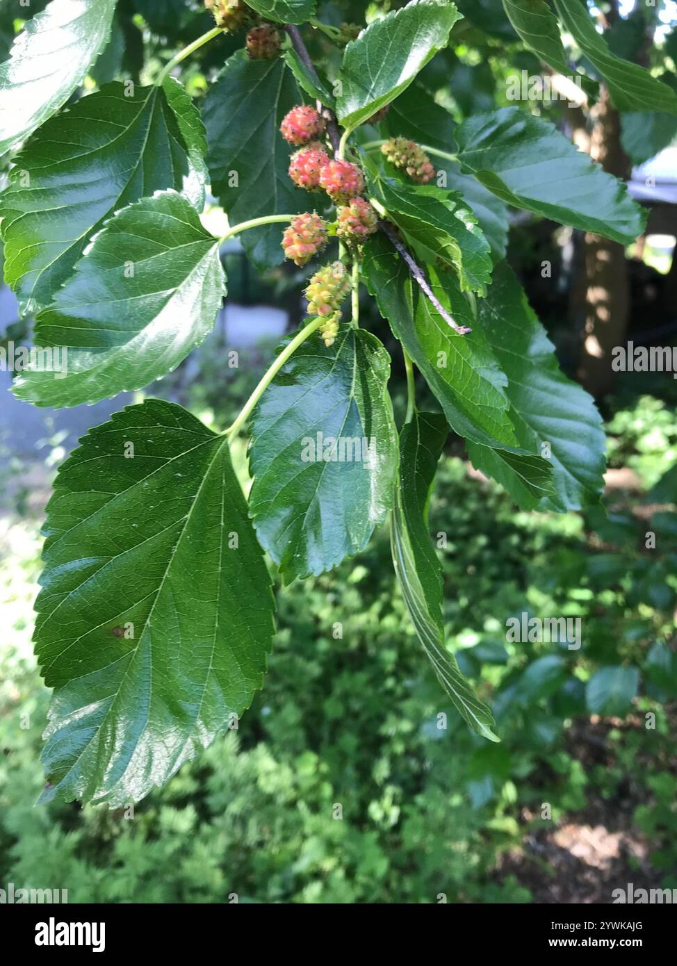 white mulberry (Morus alba Stock Photo - Alamy