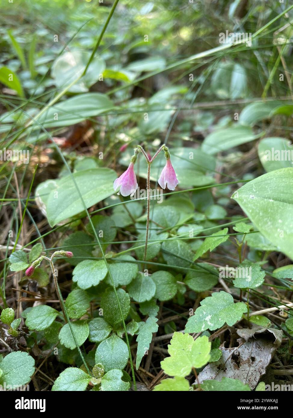 Twinflower (Linnaea borealis Stock Photo - Alamy