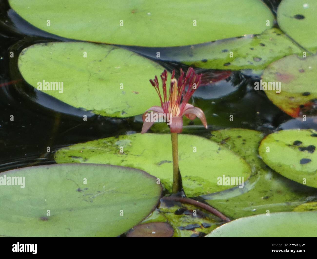 Watershield (Brasenia schreberi Stock Photo - Alamy