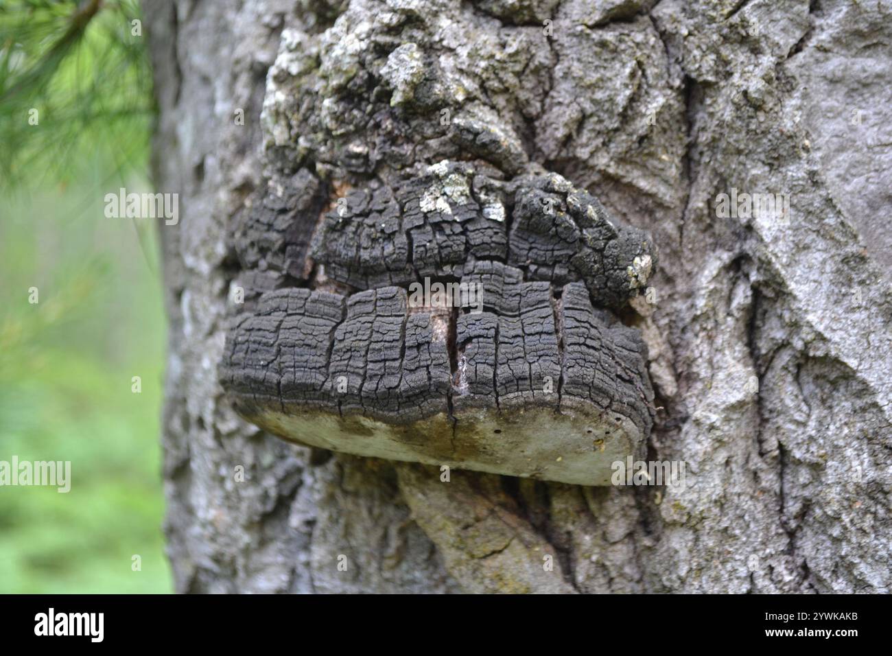 Aspen Bracket (Phellinus tremulae Stock Photo - Alamy