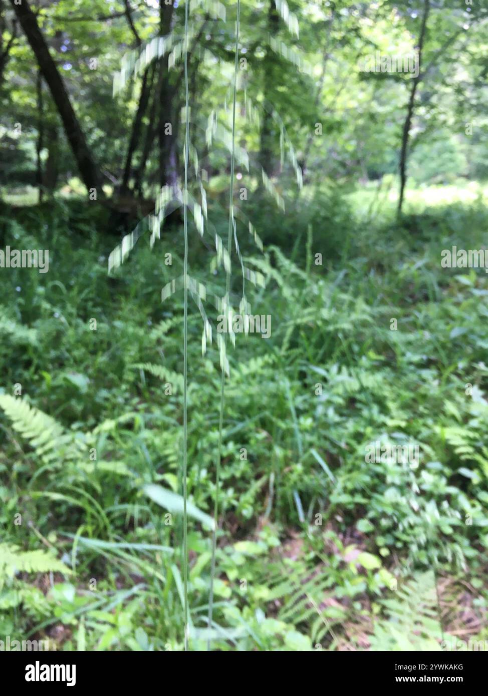 Wood Millet (Milium effusum Stock Photo - Alamy