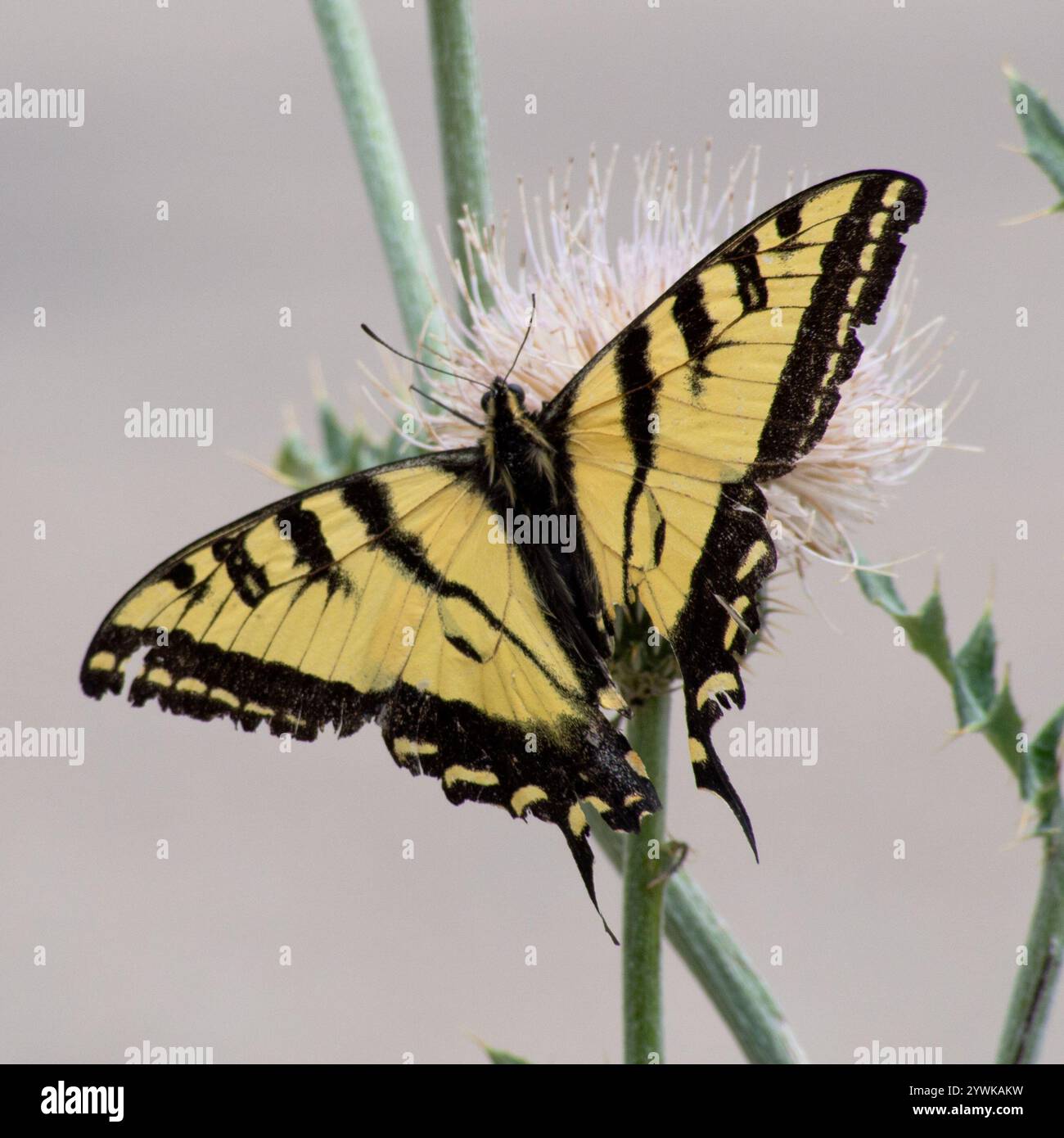 Western Tiger Swallowtail (Papilio rutulus Stock Photo - Alamy