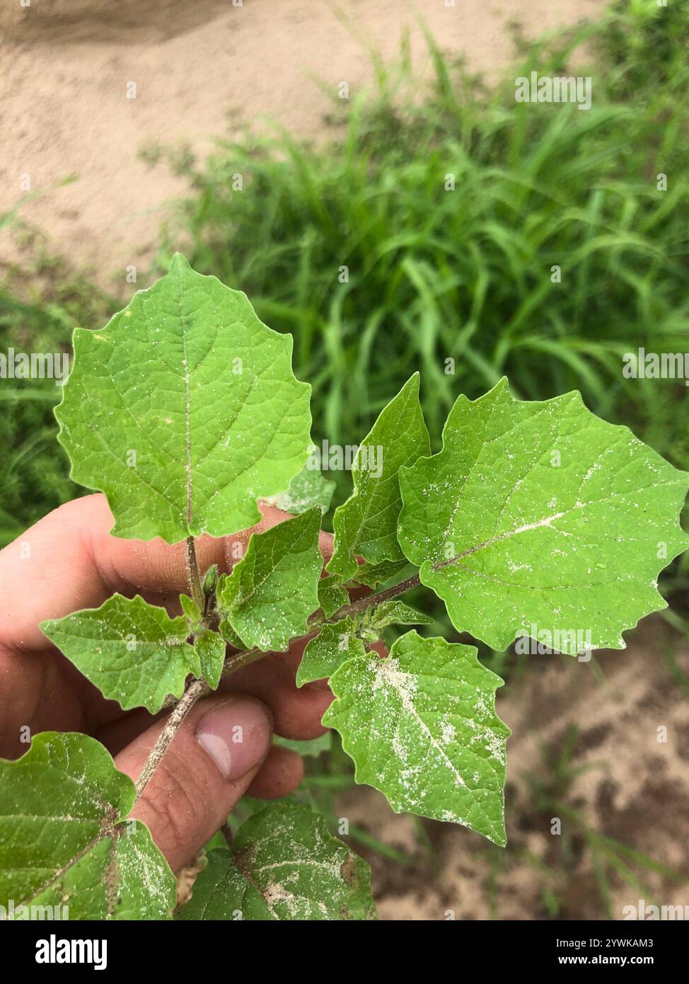 hairy groundcherry (Physalis pubescens Stock Photo - Alamy