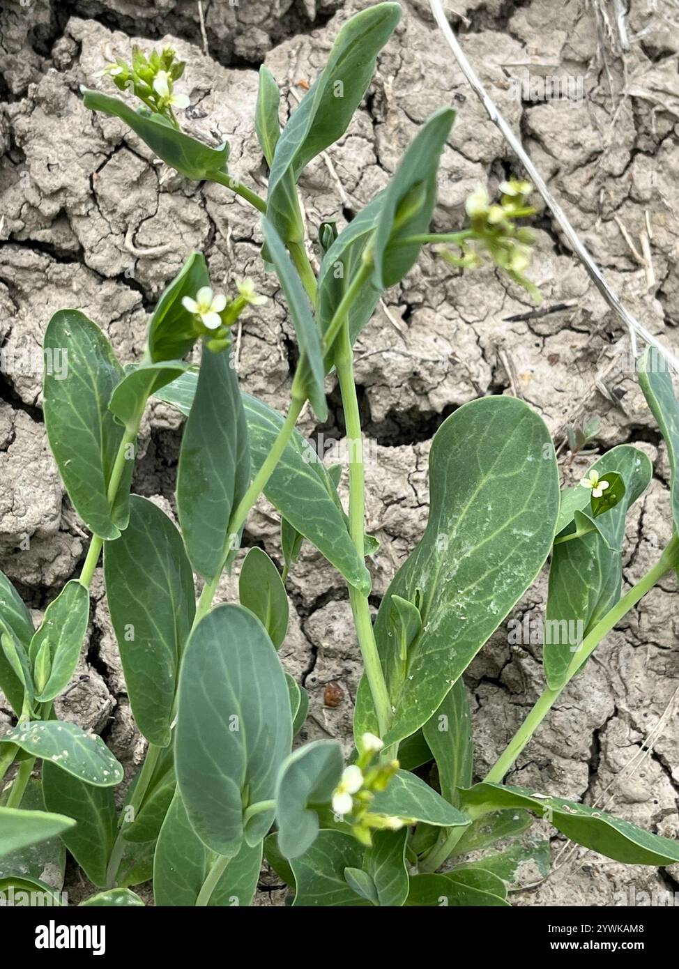 Hare's-ear Mustard (Conringia orientalis Stock Photo - Alamy