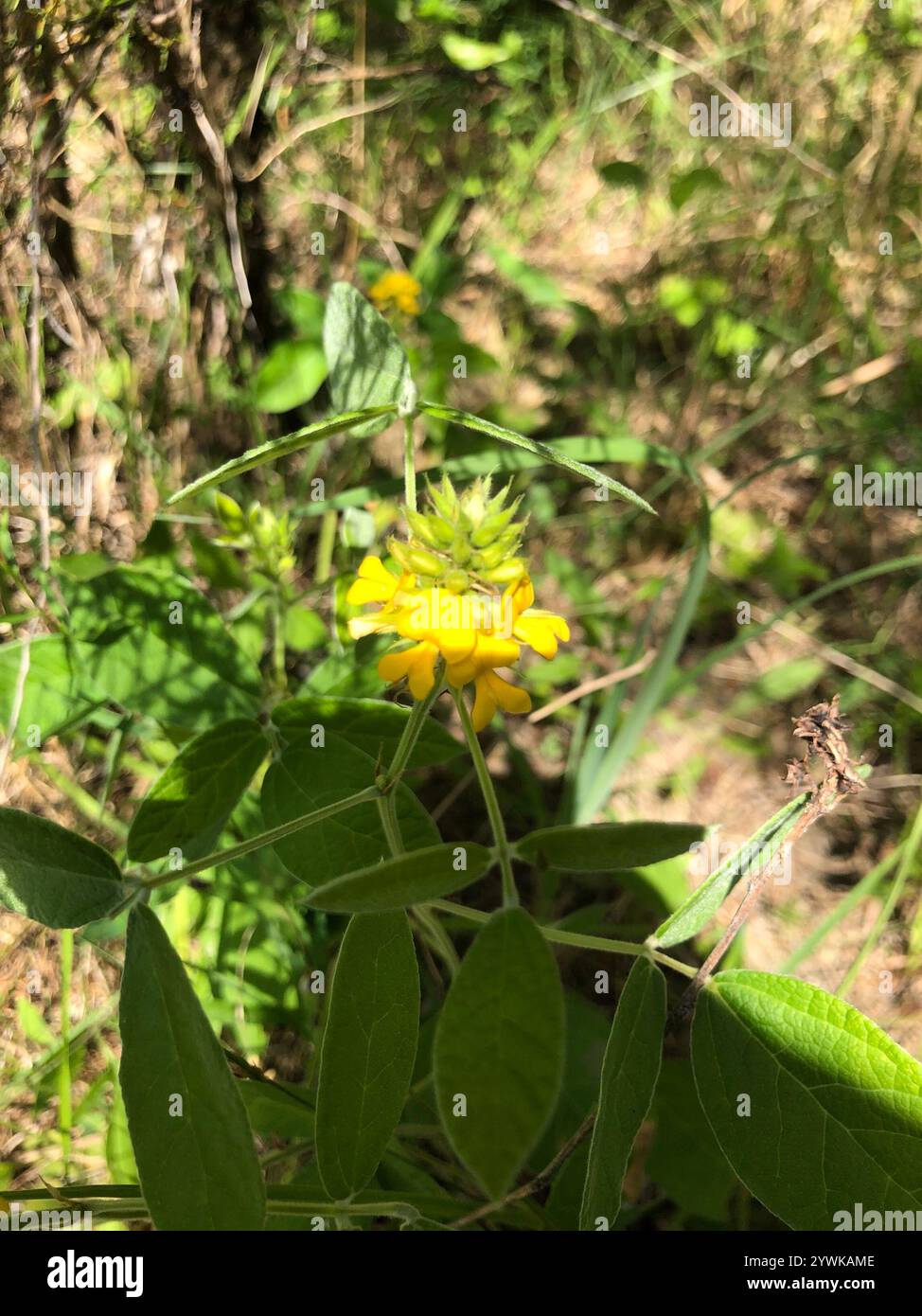 Twining Snoutbean (Rhynchosia tomentosa Stock Photo - Alamy