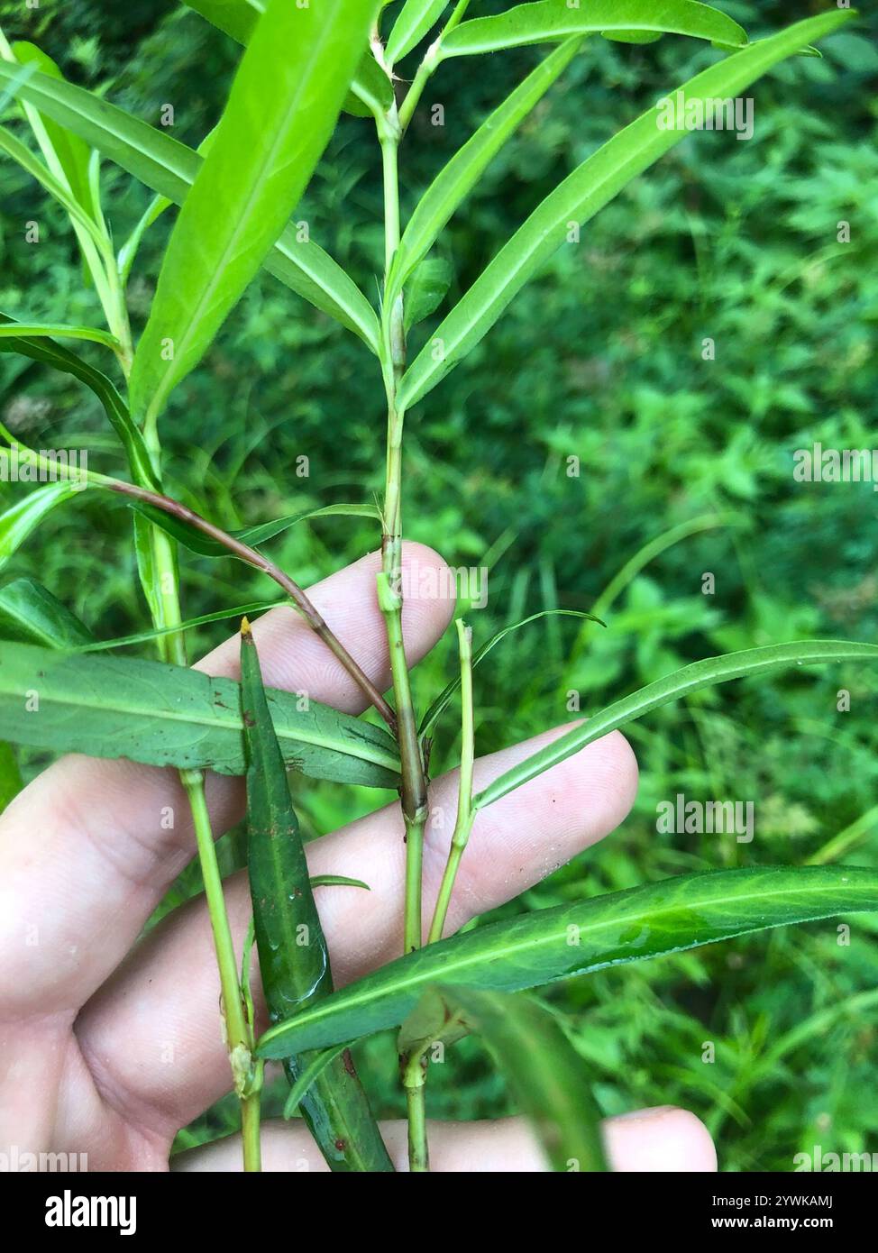 swamp smartweed (Persicaria hydropiperoides Stock Photo - Alamy