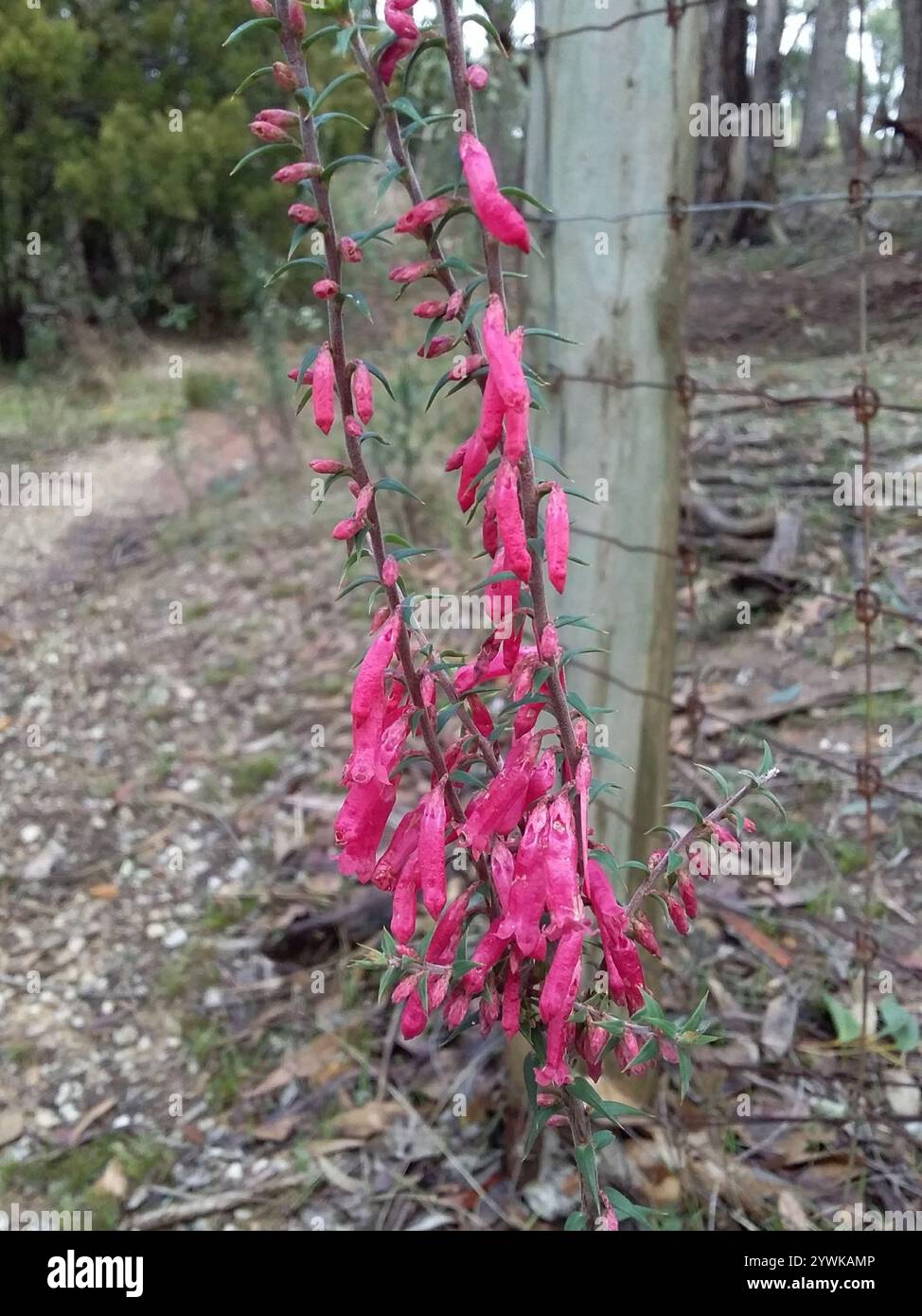 Common Heath (Epacris impressa Stock Photo - Alamy
