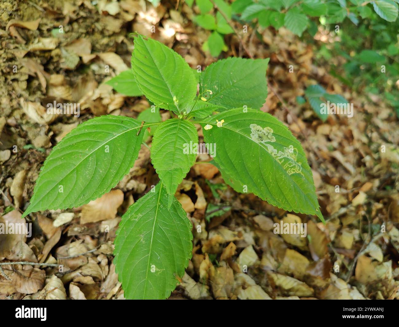 small balsam (Impatiens parviflora Stock Photo - Alamy