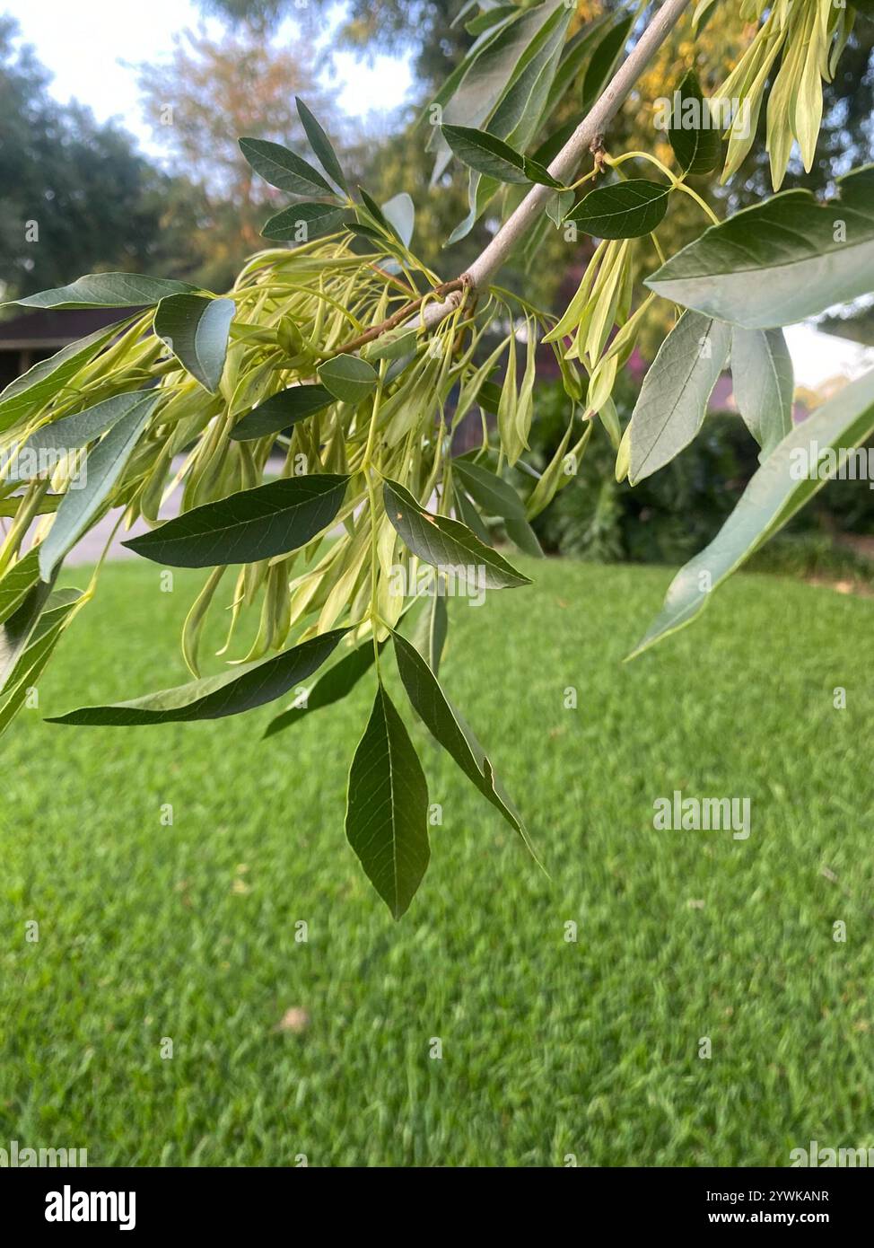 green ash (Fraxinus pennsylvanica Stock Photo - Alamy